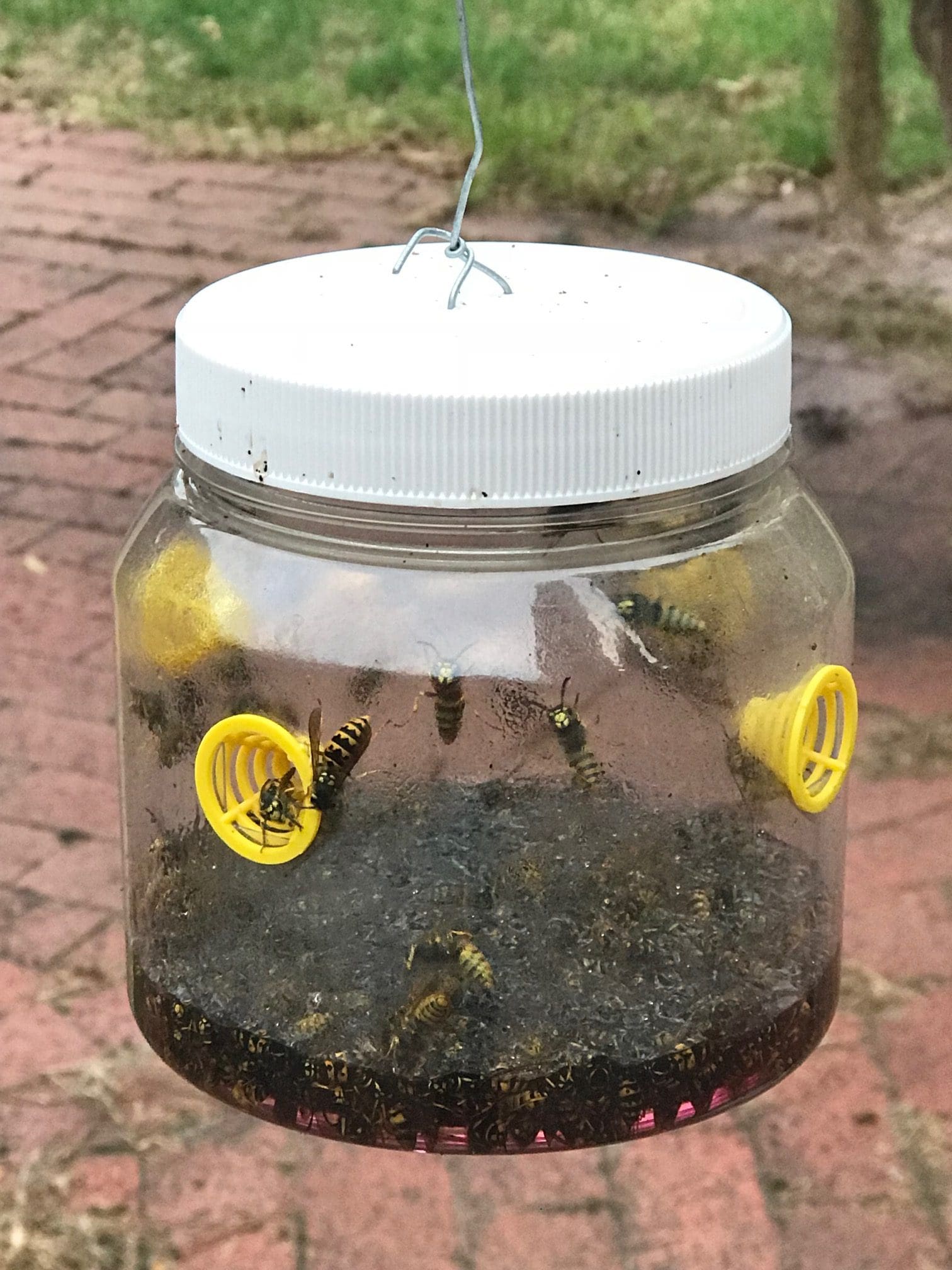 VESPEX European Wasp Lure - Sundew Solutions