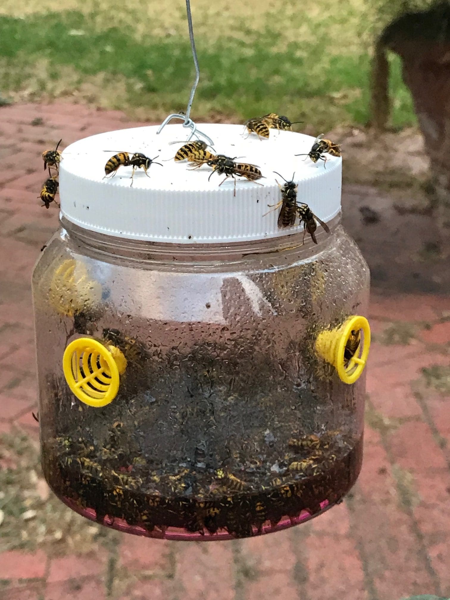 VESPEX European Wasp Lure - Sundew Solutions