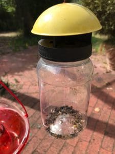 VESPEX European Wasp Attractant Lure - Sundew Solutions