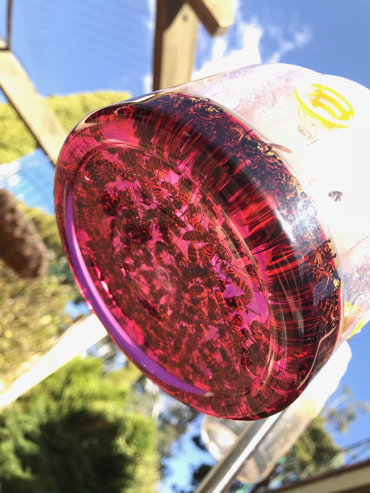 VESPEX European Wasp Lure - Sundew Solutions