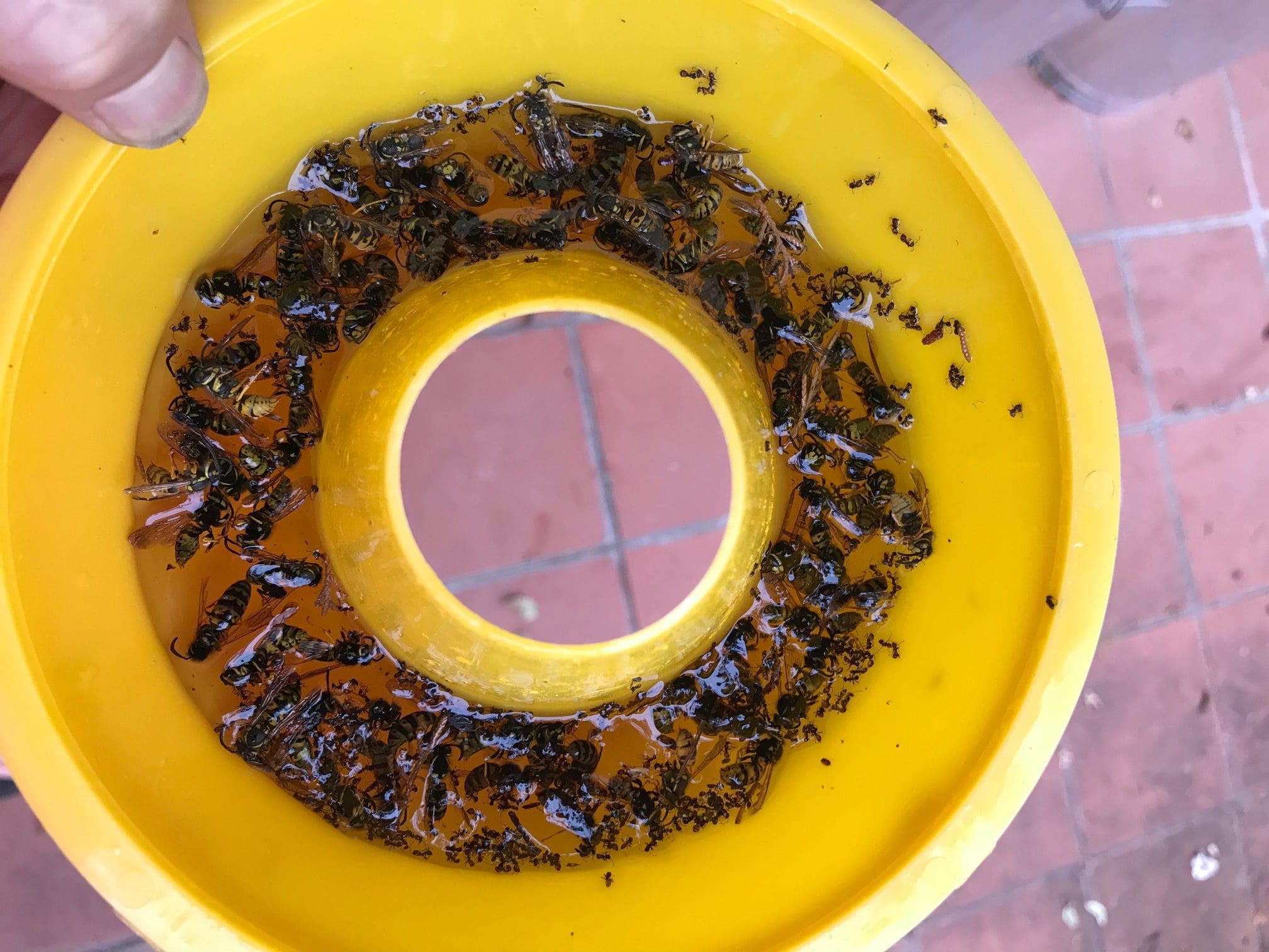 VESPEX European Wasp Lure - Sundew Solutions