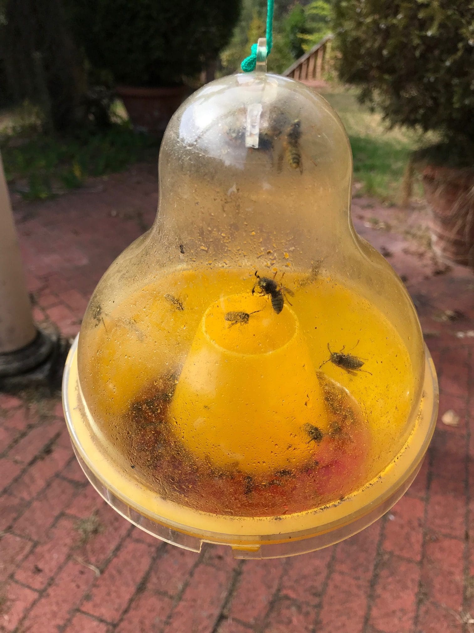 VESPEX European Wasp Lure - Sundew Solutions