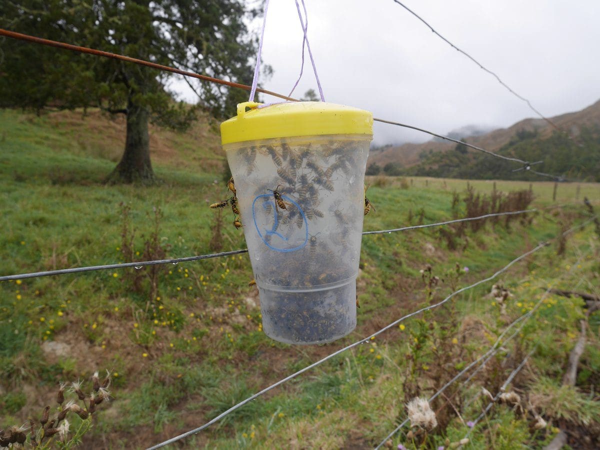 VESPEX Dominator Bottle Trap - Sundew Solutions