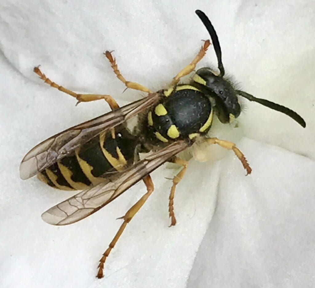 Vespex European Wasp Accreditation Part 1 - Sundew Solutions