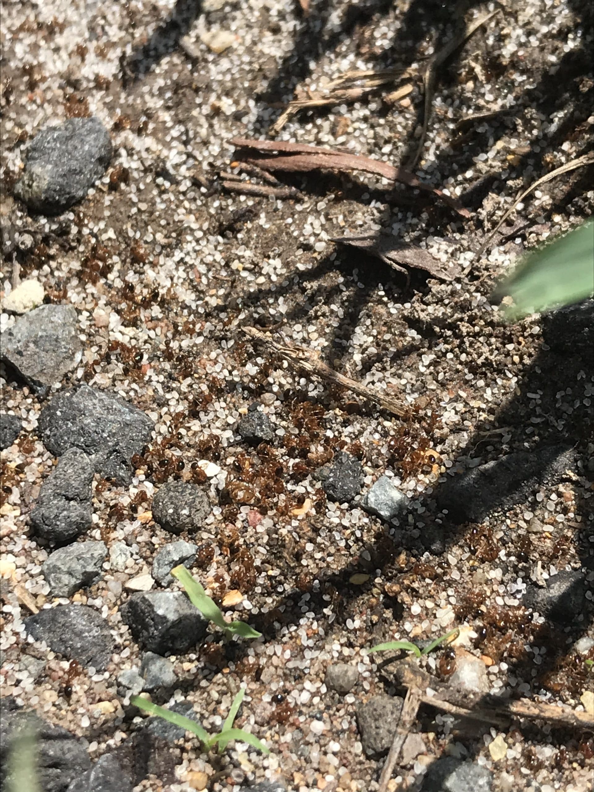 SAS PRO Fipronil Granular Ant Killer - Sundew Solutions