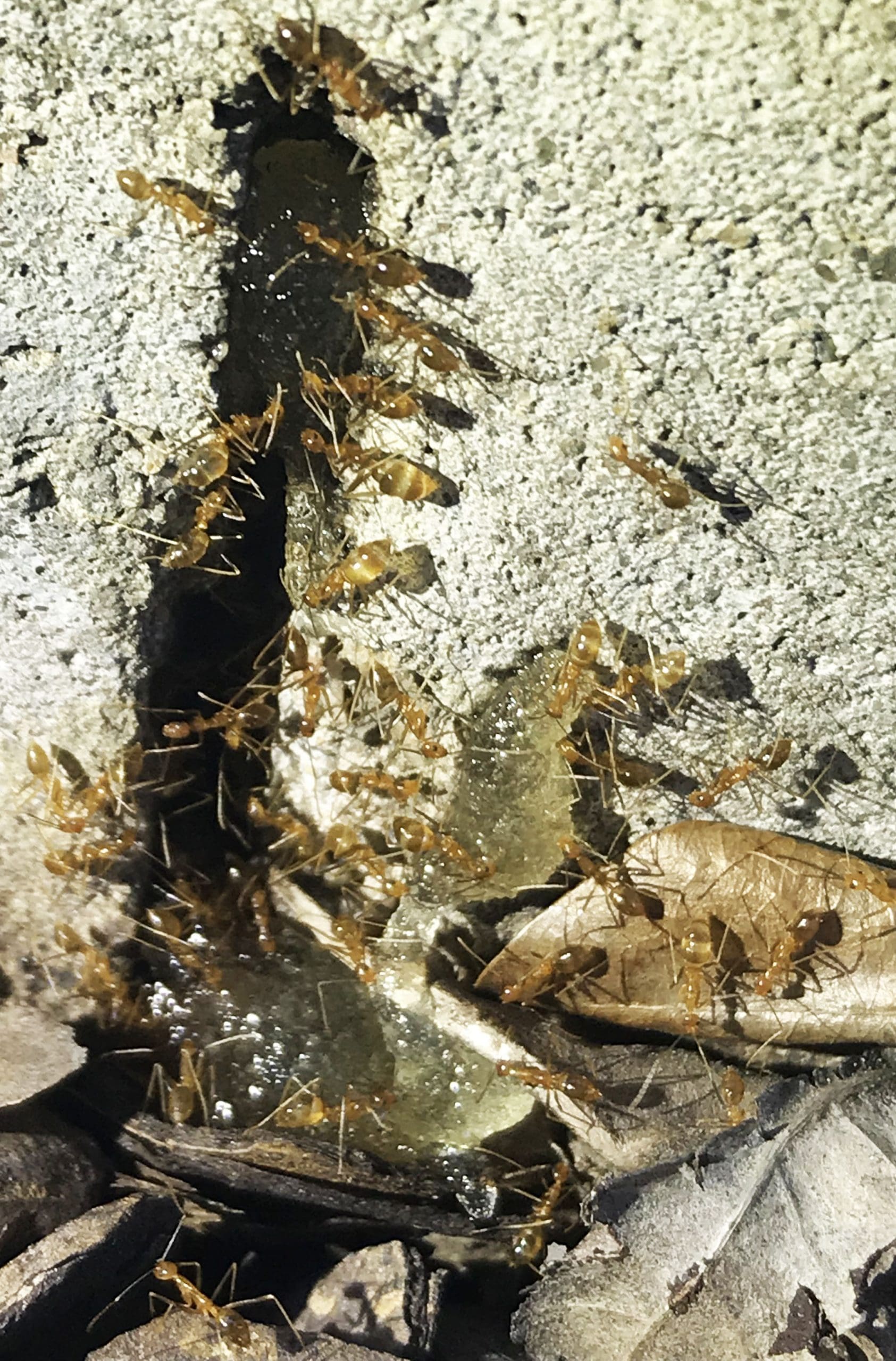 AttractANT PRO Ant Bait Gel Indoxacarb - Sundew Solutions