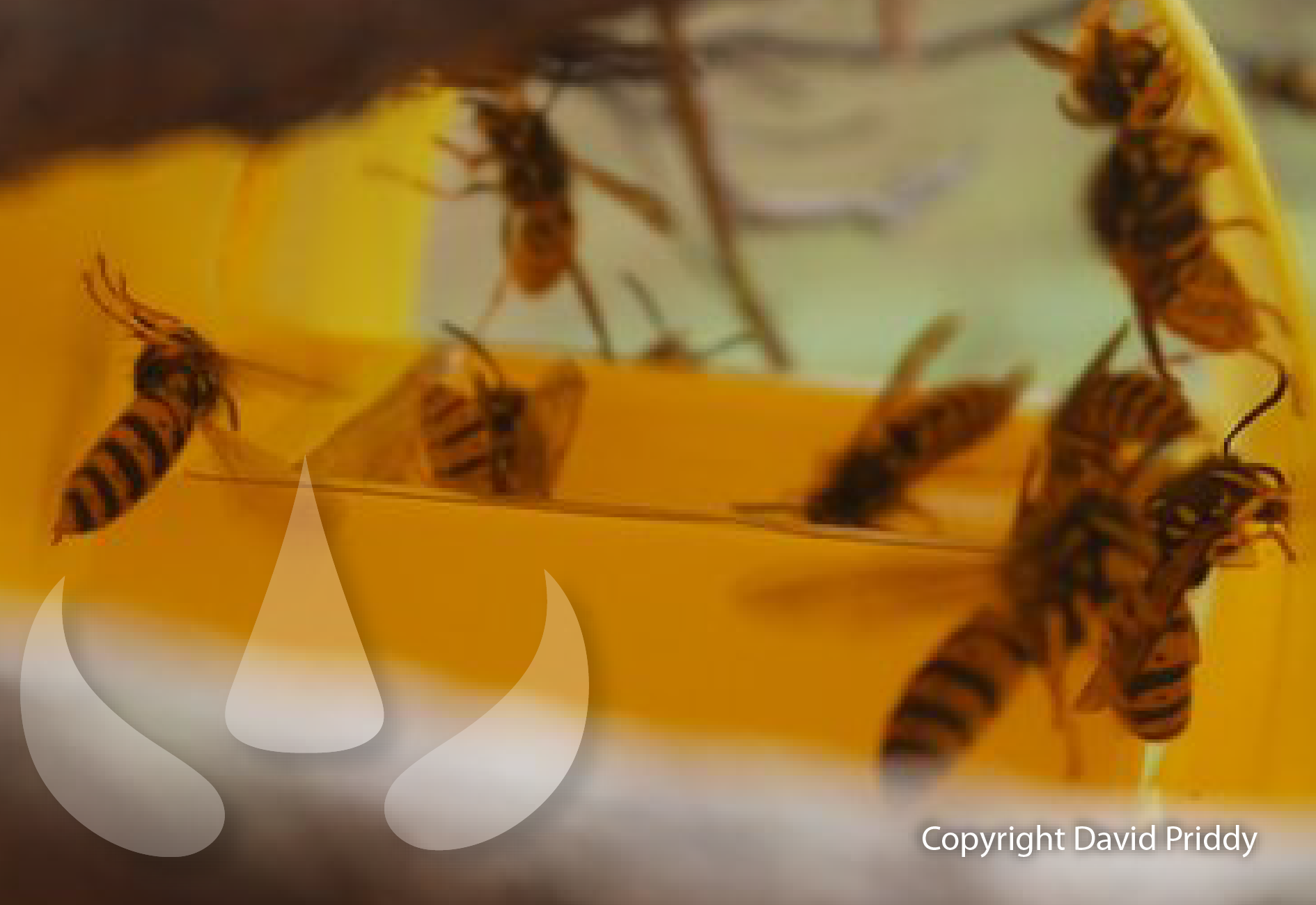 POPULATIONS OF EUROPEAN WASPS EXPLODE ACROSS AUSTRALIA - Sundew Solutions