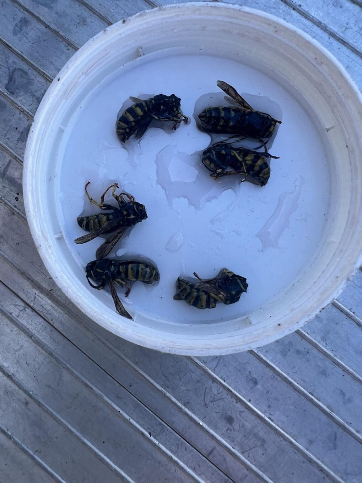 Sundew VESPEX Program Exceeds Customer Expectations, by Craig Nikel ...